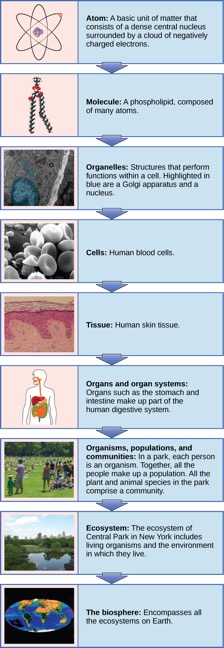 Levels of Organization of Living Things – Biology I Cellular Processes
